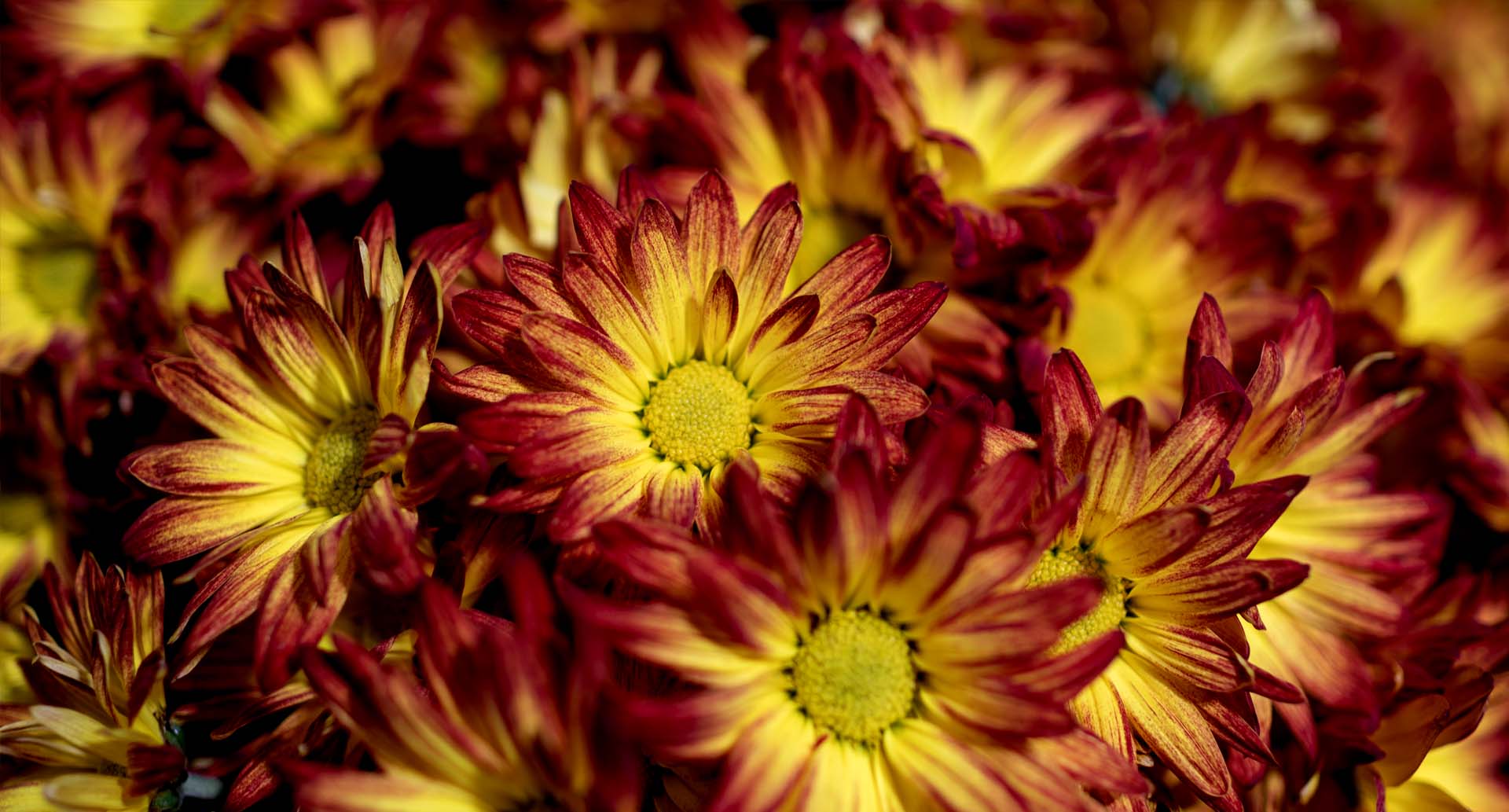 Tara Florist in St. Joseph & Benton Harbor 269-983-6533