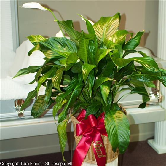 Spath Plant 10 inch in Basket Tara Florist St Joseph