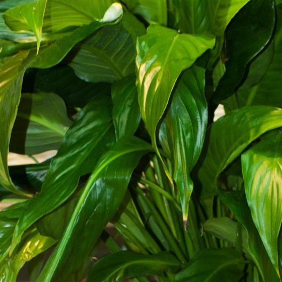 Spath Plant 10 inch in Basket Tara Florist St Joseph